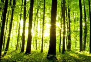 Think Timber™ - ThinkBenchtops